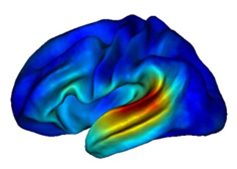 New paper in Brain, Structure and Function » MeCA research group